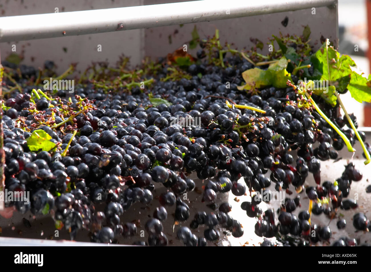 Hand selecting bad sorting table hi-res stock photography and images ...
