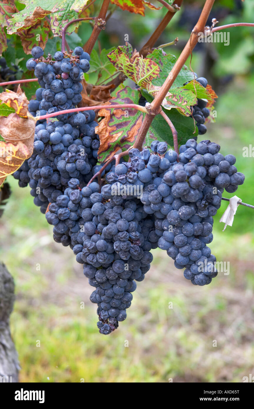Bunches of ripe grapes. Cabernet Franc. Chateau Belle-Garde, Bordeaux ...