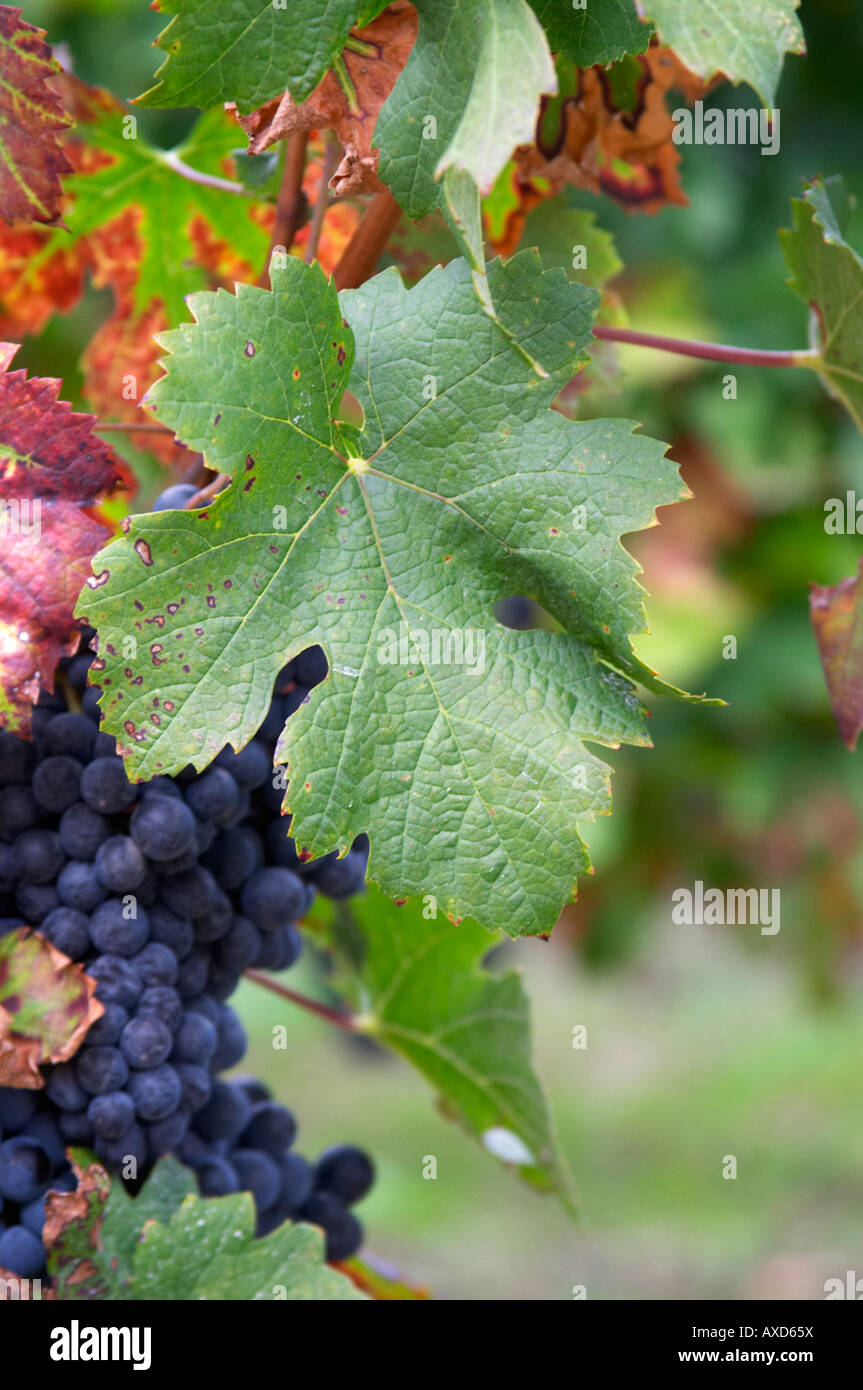 Bunches of ripe grapes. Vine leaf. Cabernet Franc. Chateau Belle-Garde ...