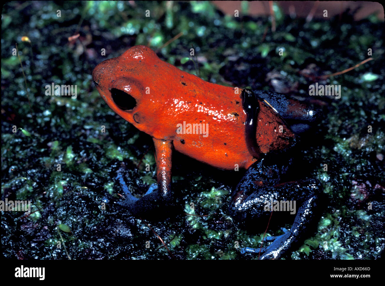 Amphibian Frog Red and blue arrow poison Stock Photo - Alamy