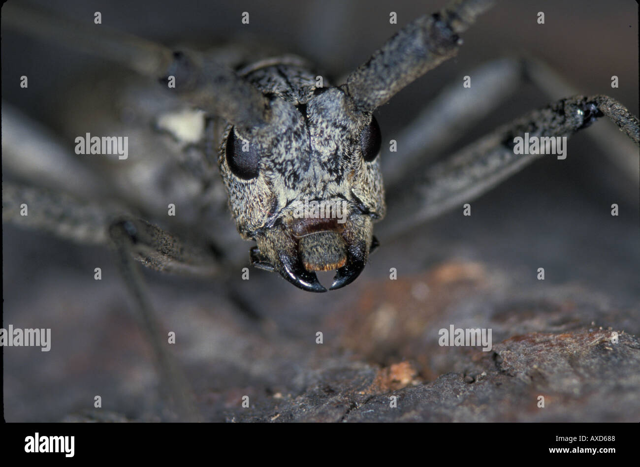 Invertebrate Beetle Black Pine Sawyer Stock Photo - Alamy