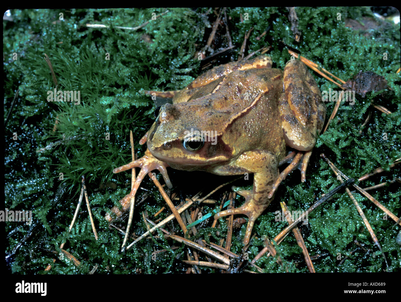 Amphibian Frog Common Stock Photo - Alamy