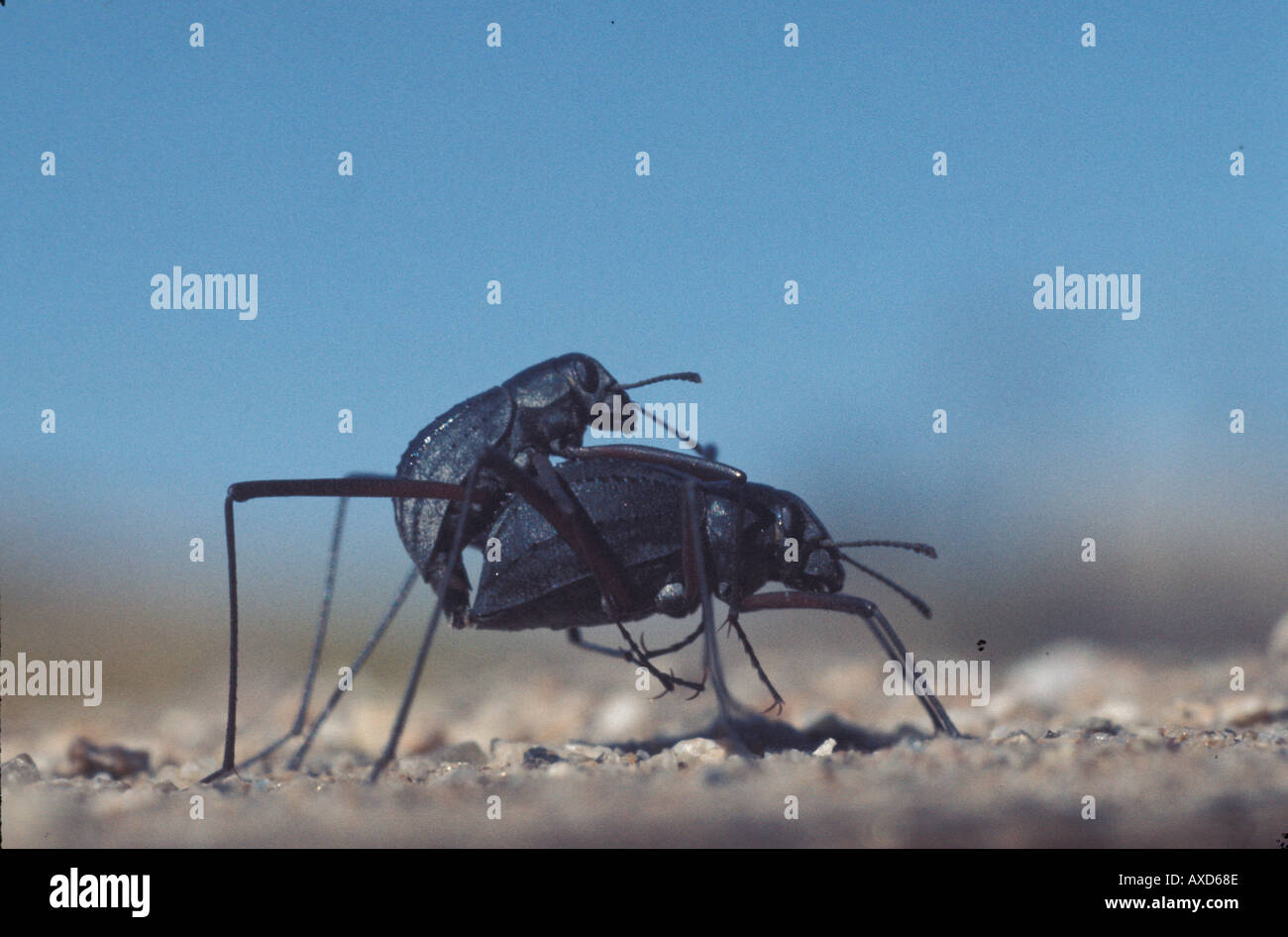 Invertebrate Beetles Mating Stock Photo - Alamy