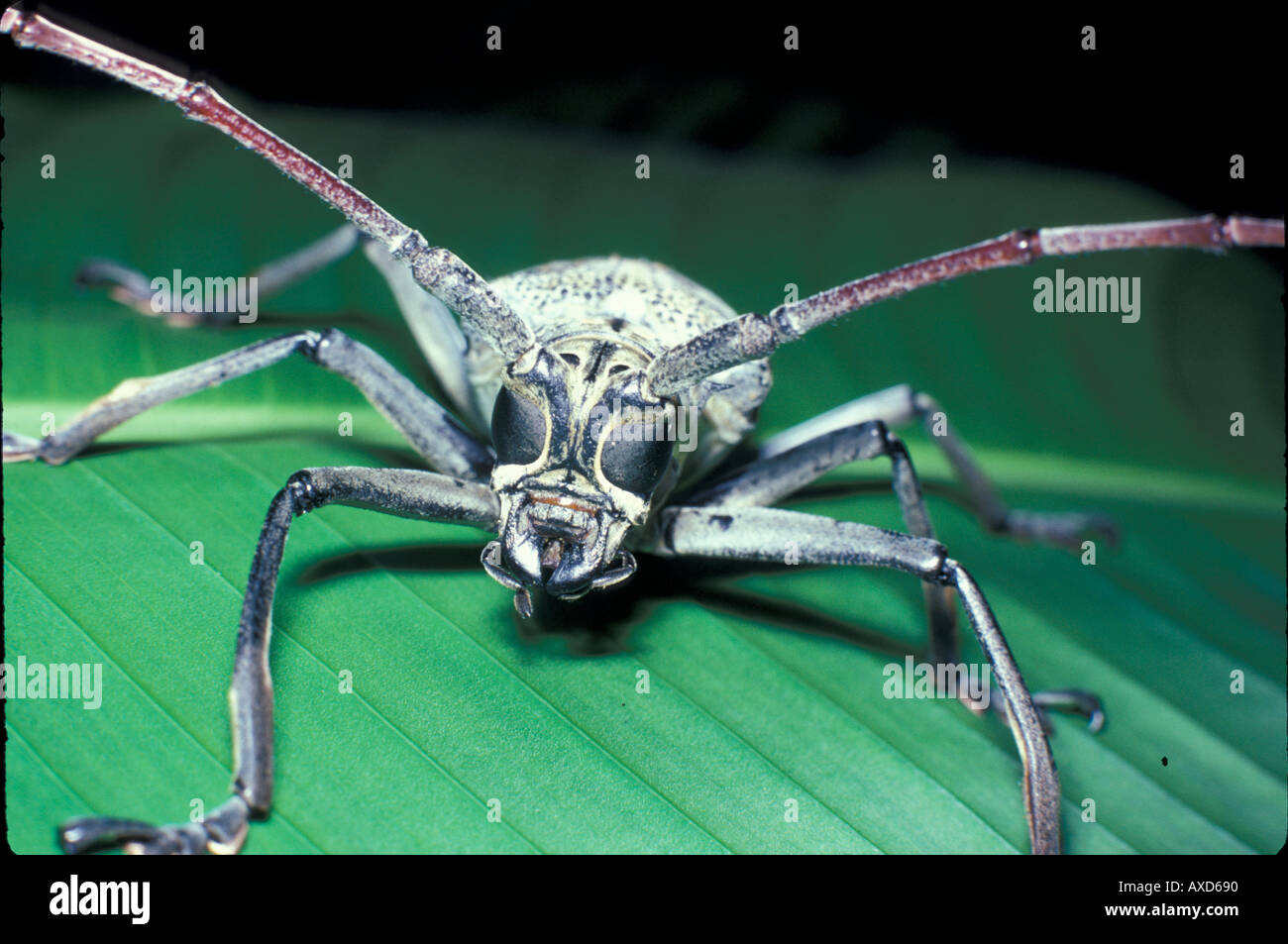 Invertebrate beetle darth vader hi-res stock photography and images - Alamy