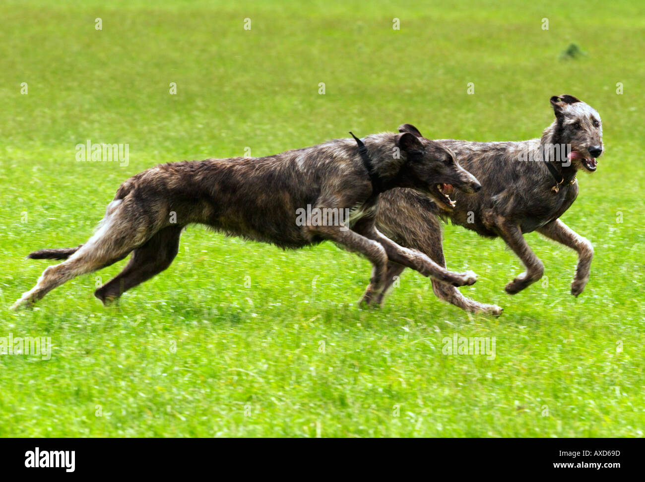 Irish wolf hound hi-res stock photography and images - Alamy