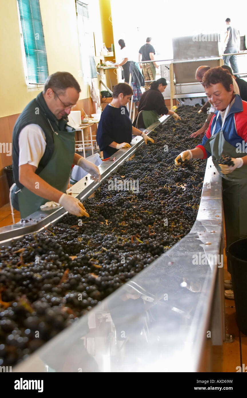 Hand selecting the bad grapes at a sorting table. Chateau Phelan-Segur ...