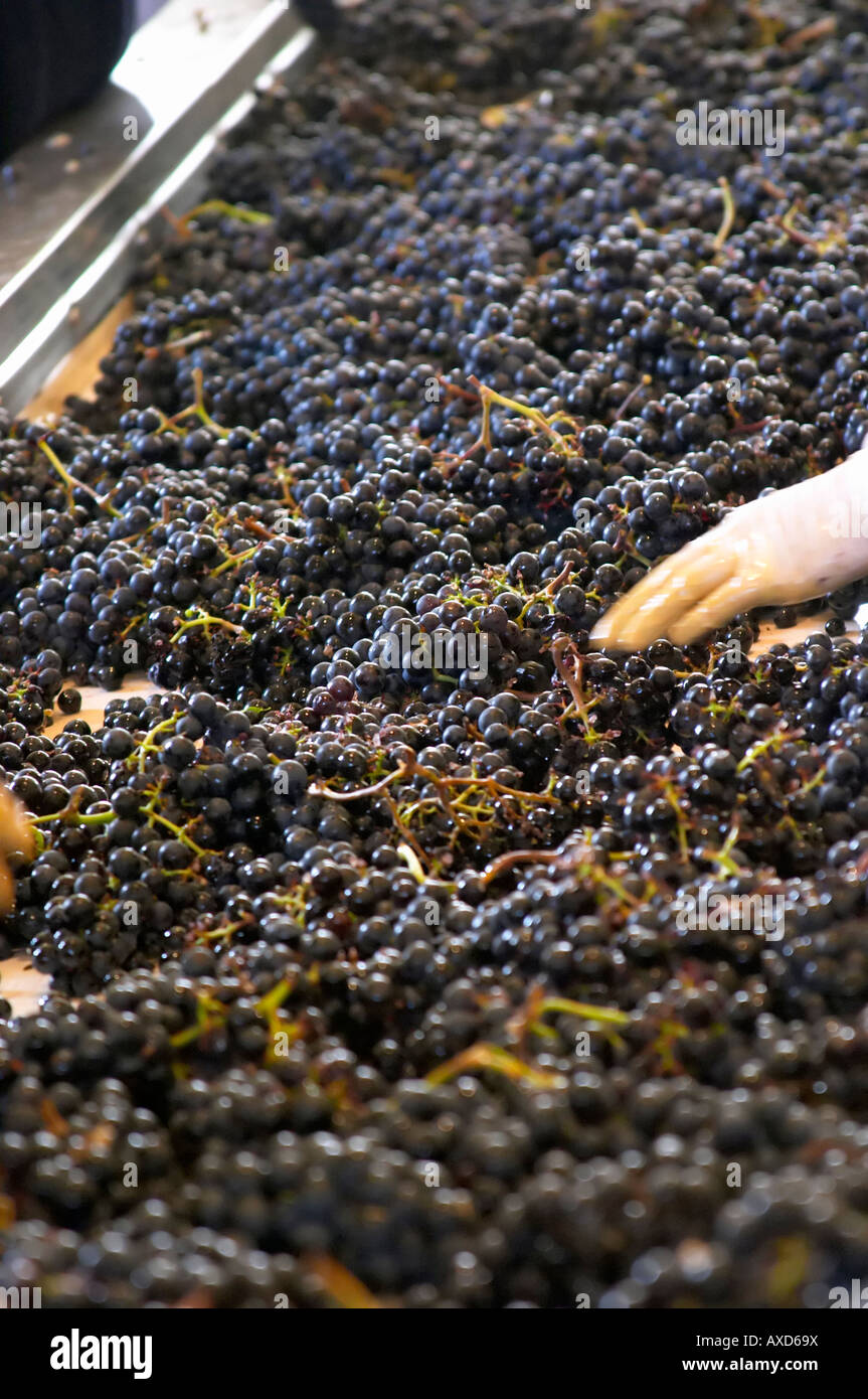 Hand Selecting Bad Sorting Table High Resolution Stock Photography and ...