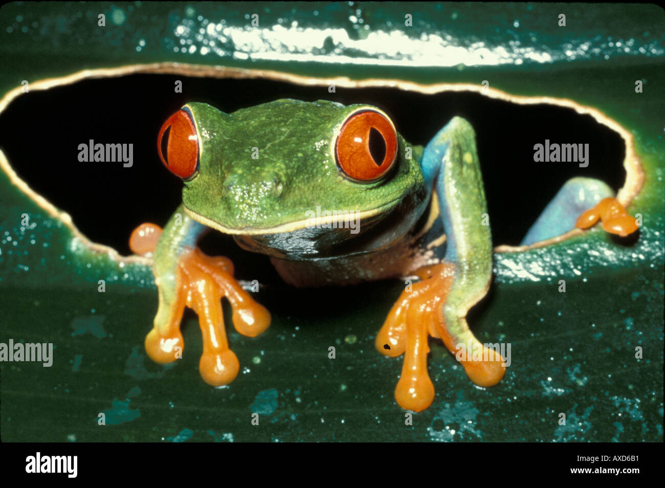 Amphibian Frog Tree Stock Photo - Alamy