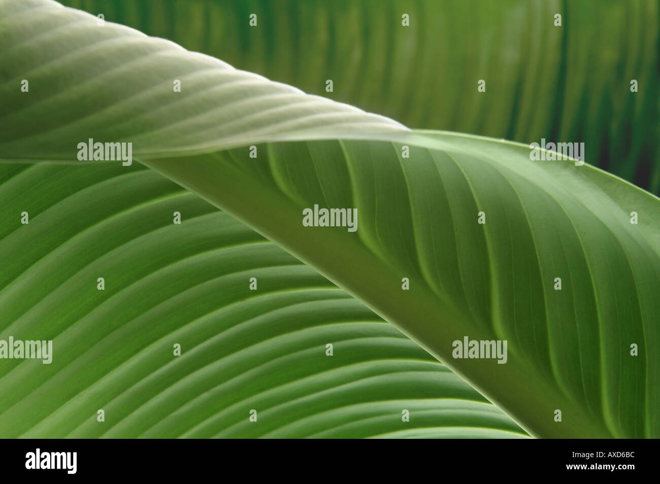 Large curved leaves hi-res stock photography and images - Alamy