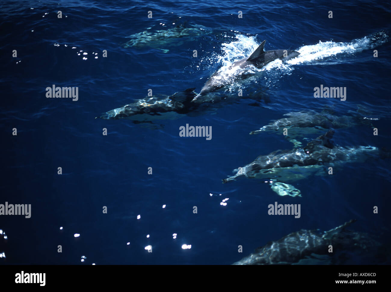 These common dolphin Delphinus delphis were in a group of hundreds that ...