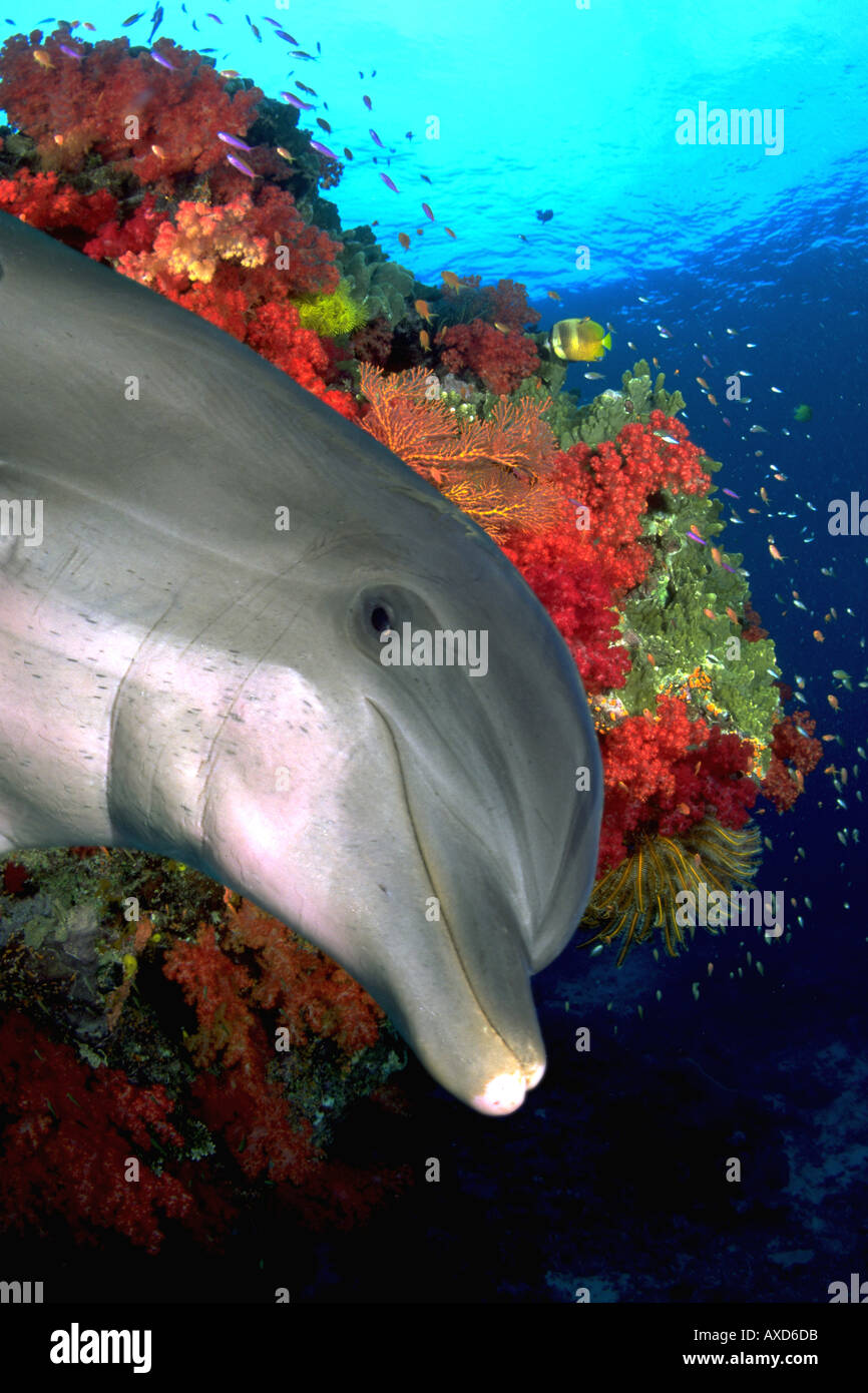 Dolphin island in fiji hi-res stock photography and images - Alamy