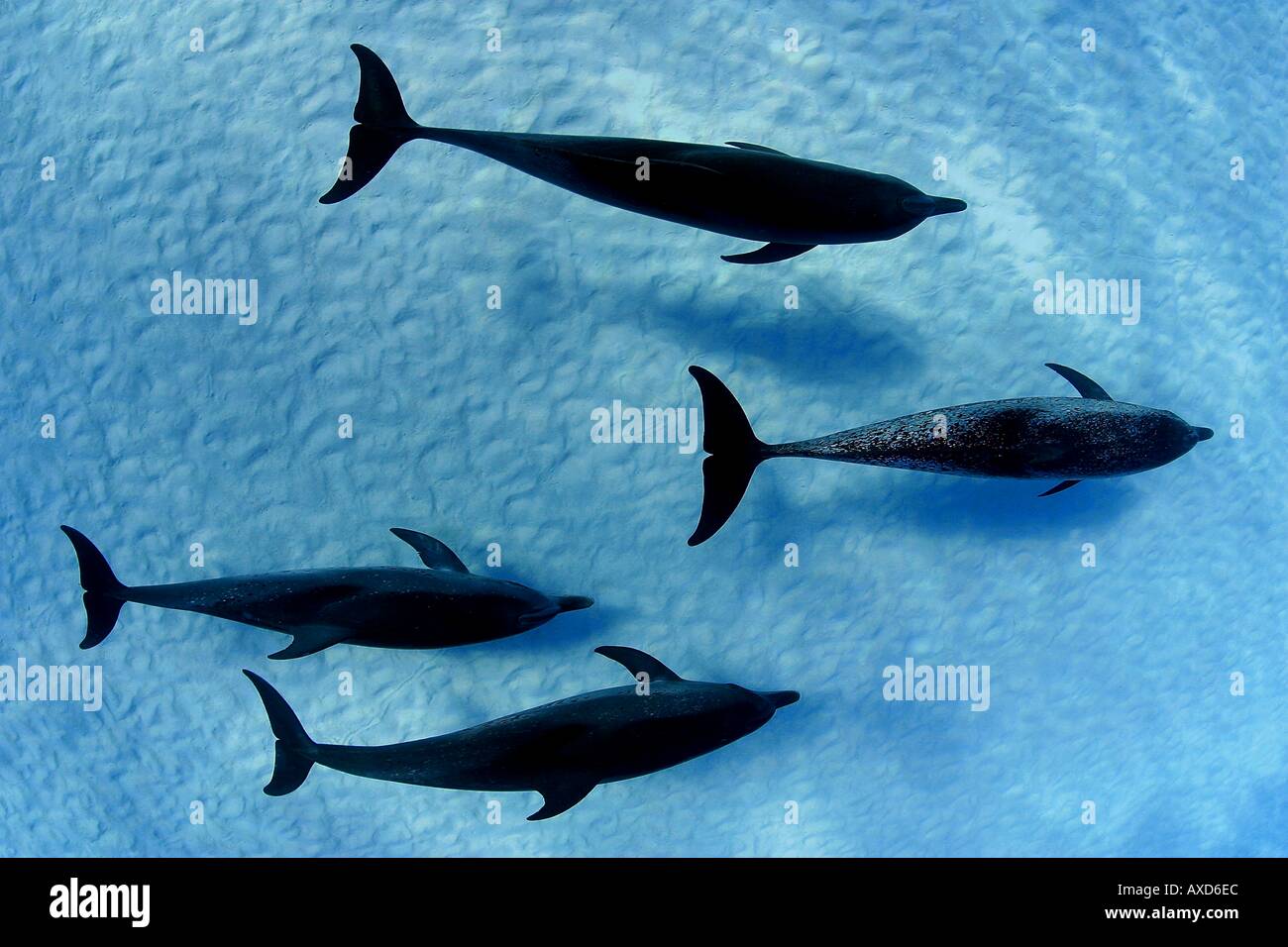 This squadron of Atlantic Spotted Dolphin Stenella plagiodon are ...