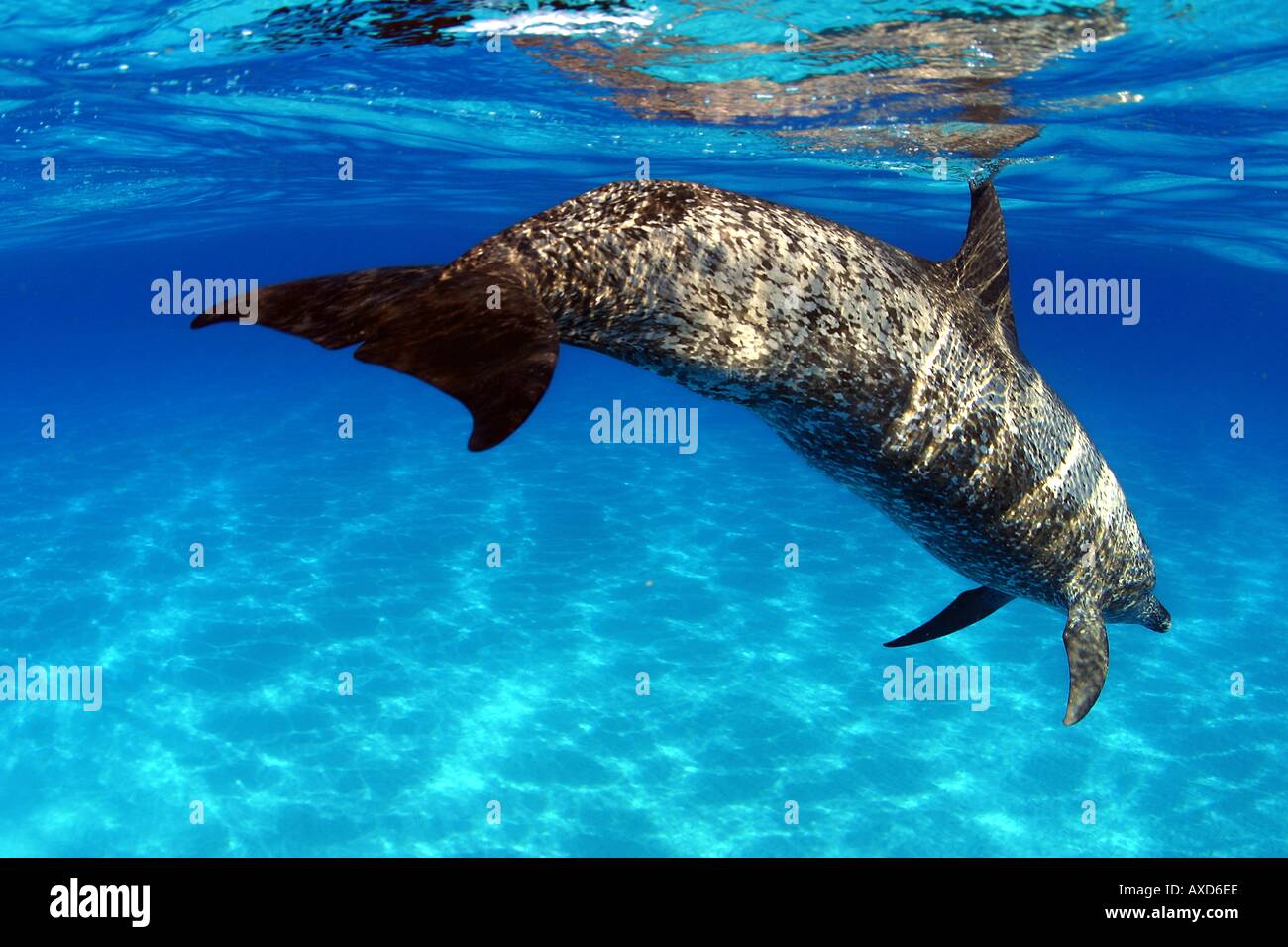 This mature Atlantic Spotted Dolphin Stenella plagiodon illustrates the ...