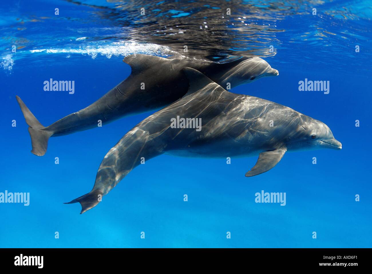 Pregnant dolphin hi-res stock photography and images - Alamy