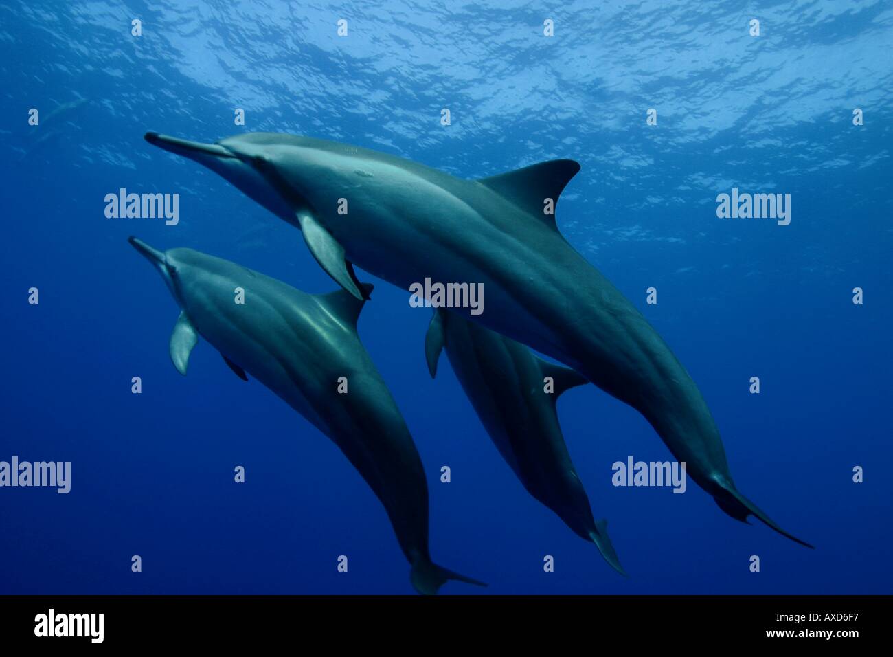 The average adult spinner dolphin Stenella longirostris weighs in at ...