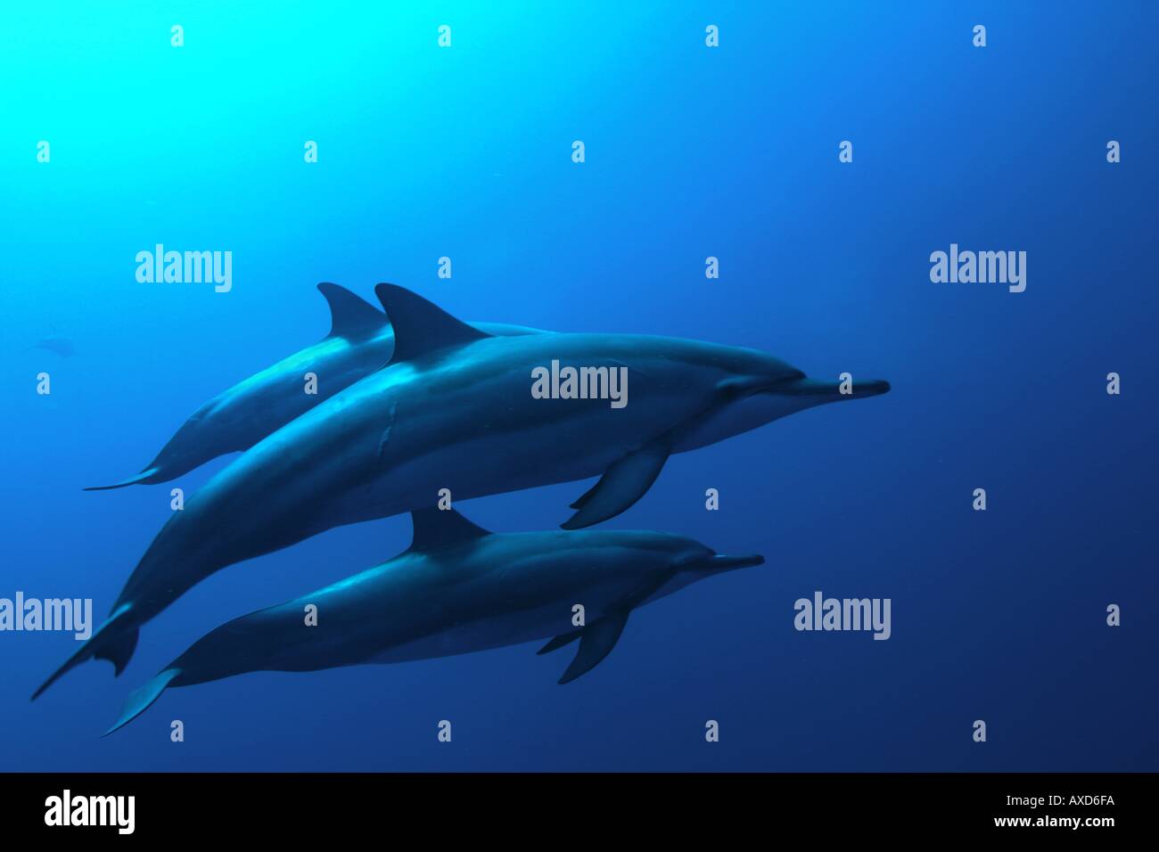 The coloration and shading of spinner dolphin Stenella longirostris can ...