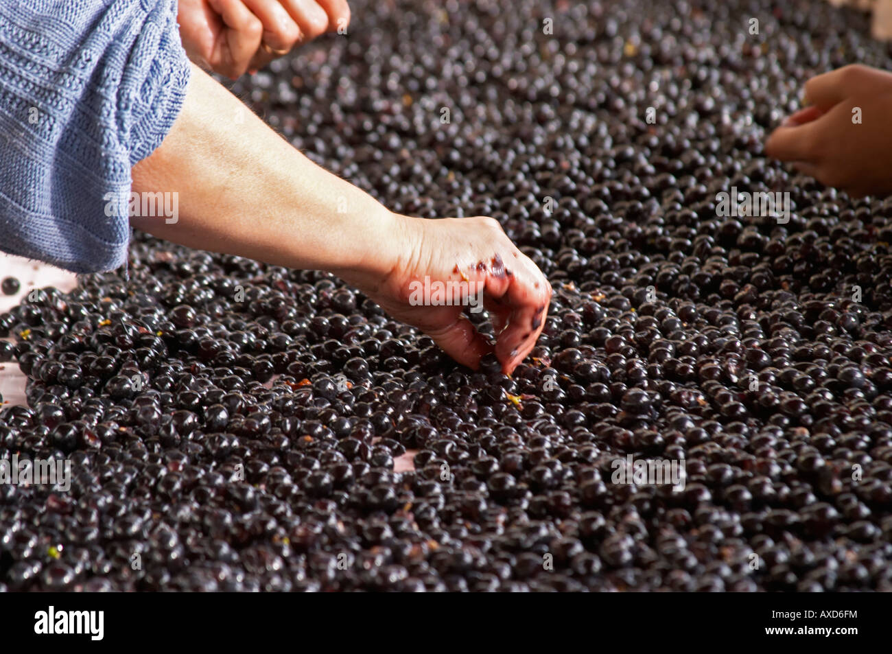Merlot grape sorting triage table hi-res stock photography and images ...