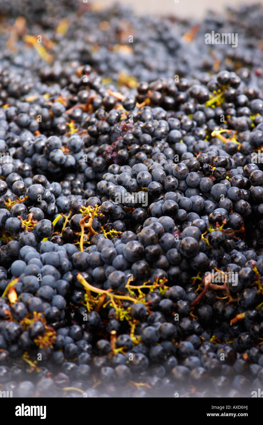 Harvested grapes. Merlot. Chateau Grand Corbin Despagne, Saint Emilion ...