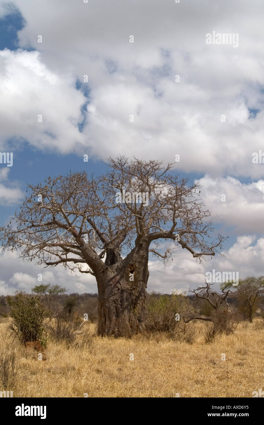 Baobab Tree Tarangire National Park Tanzania Adansonia digitata Stock ...