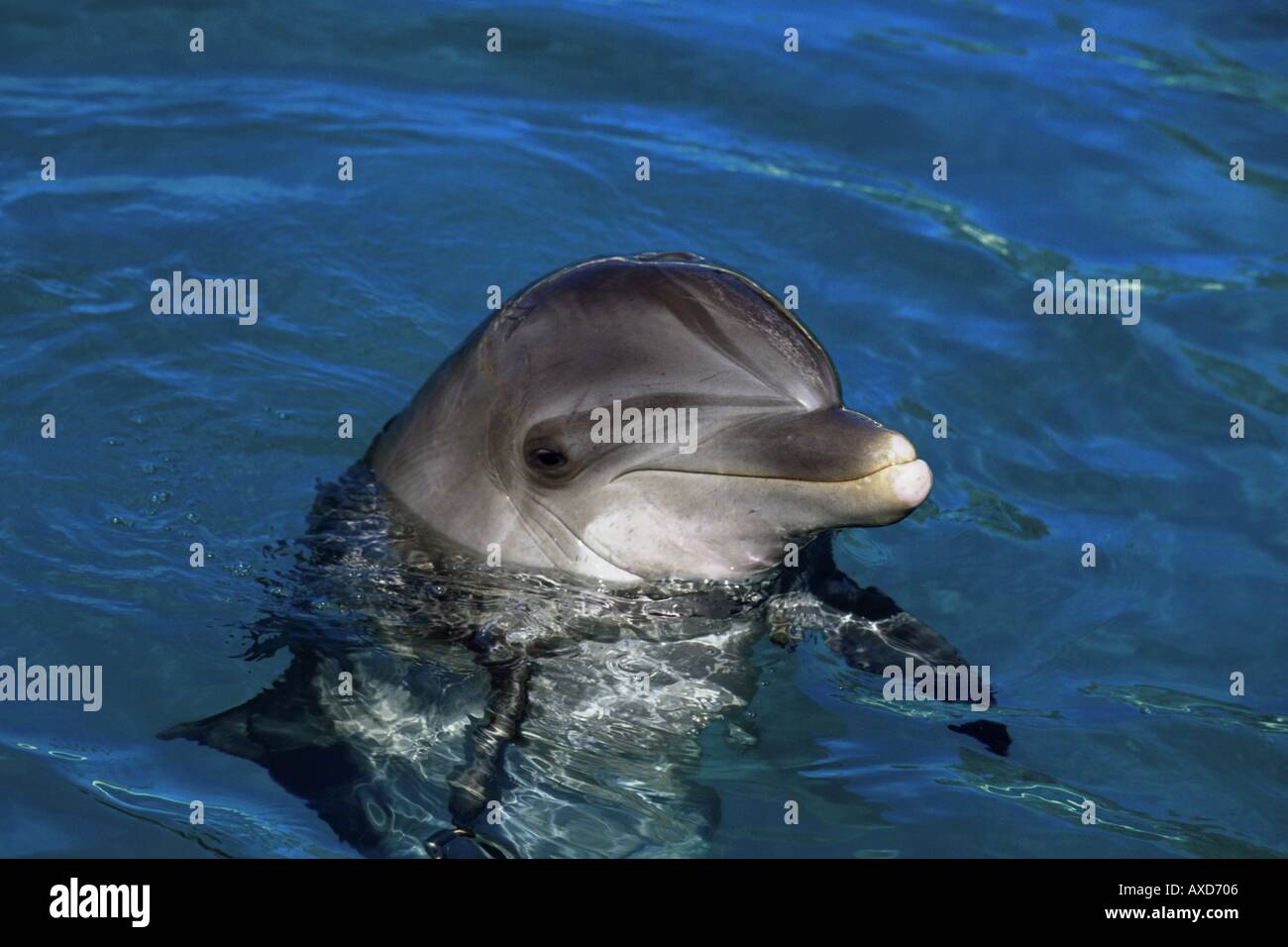 Bottlenose dolphin in shallow water hi-res stock photography and images ...