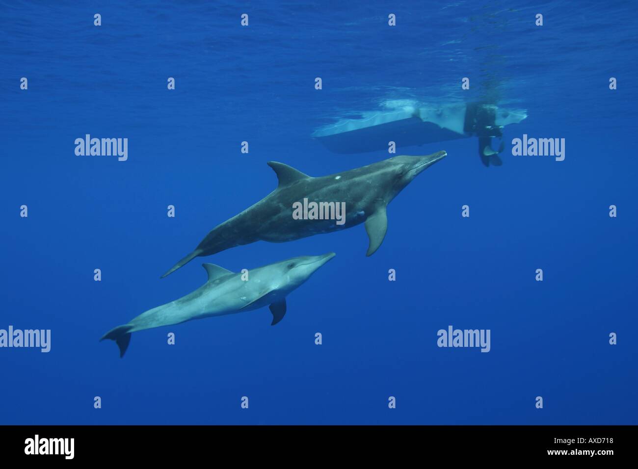 Rough toothed dolphin Steno bredanensis rarely occur close to shore ...