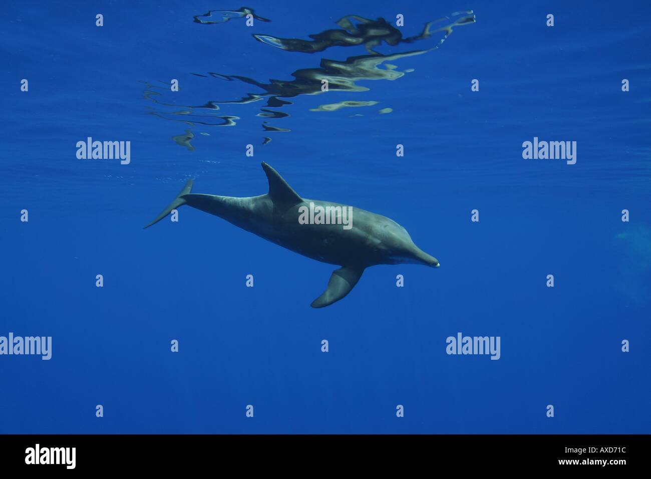 Rough toothed dolphin Steno bredanensis rarely occur close to shore ...