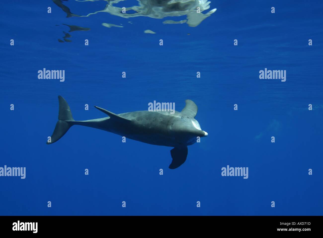 Rough toothed dolphin Steno bredanensis rarely occur close to shore ...
