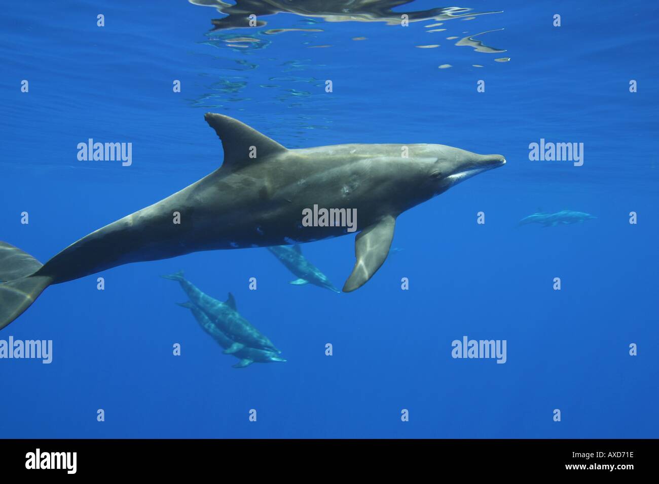 Steno bredanensis hi-res stock photography and images - Alamy