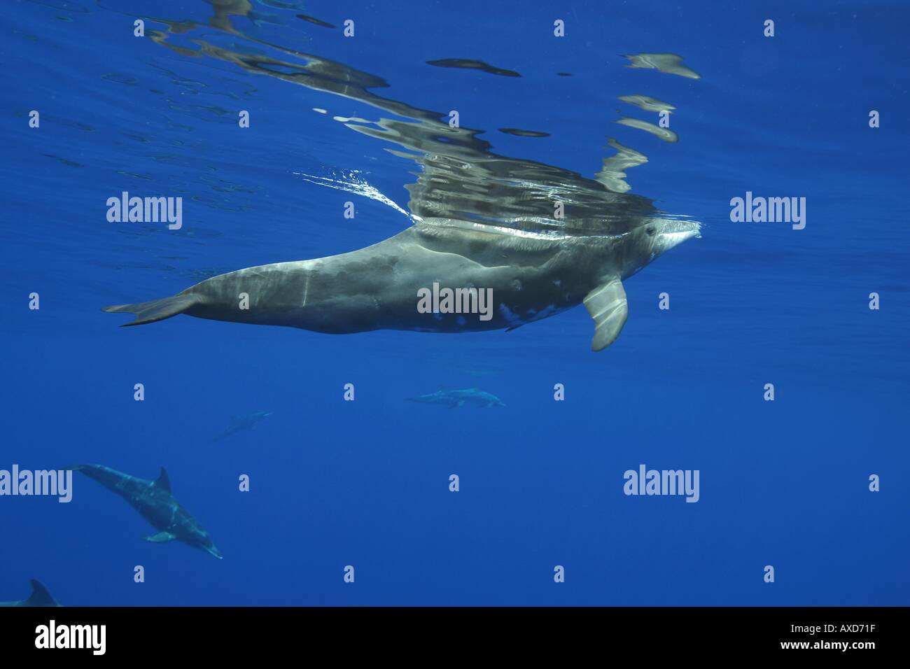 Steno Bredanensis High Resolution Stock Photography and Images - Alamy