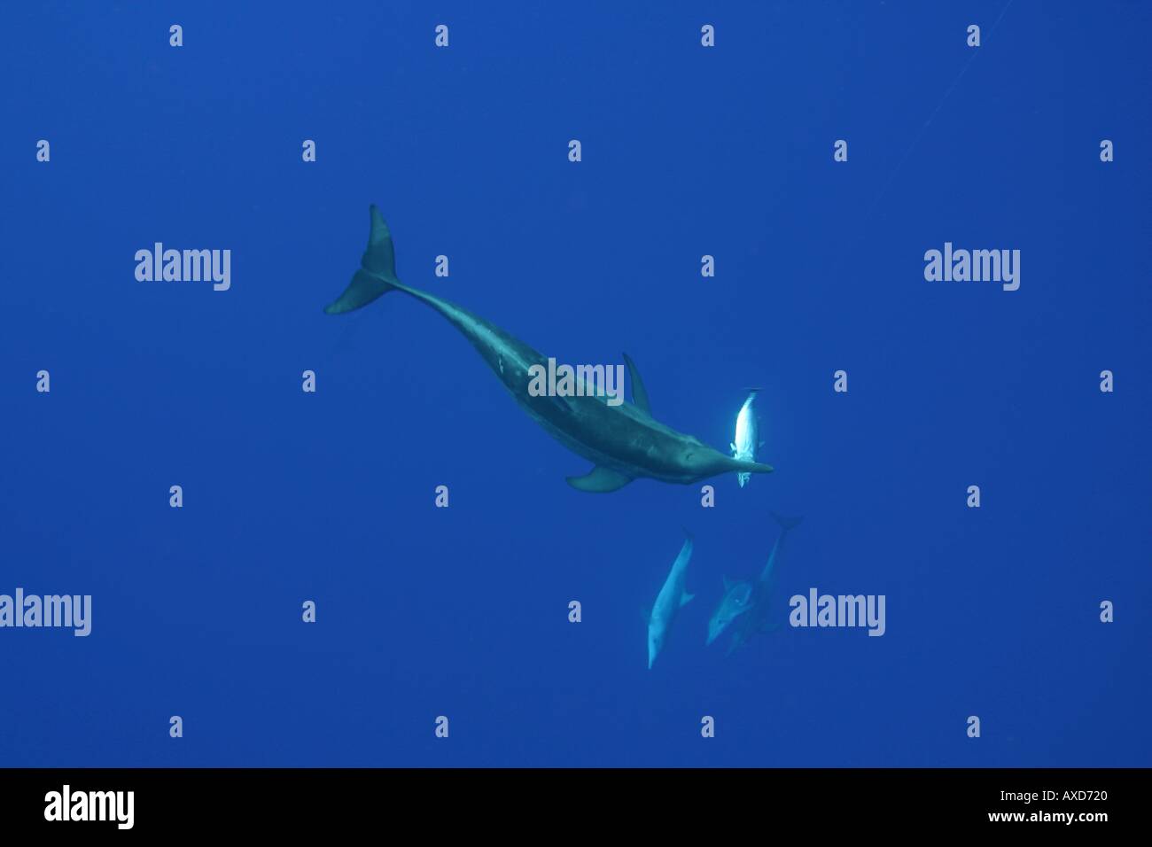 Rough toothed dolphin Steno bredanensis rarely occur close to shore ...