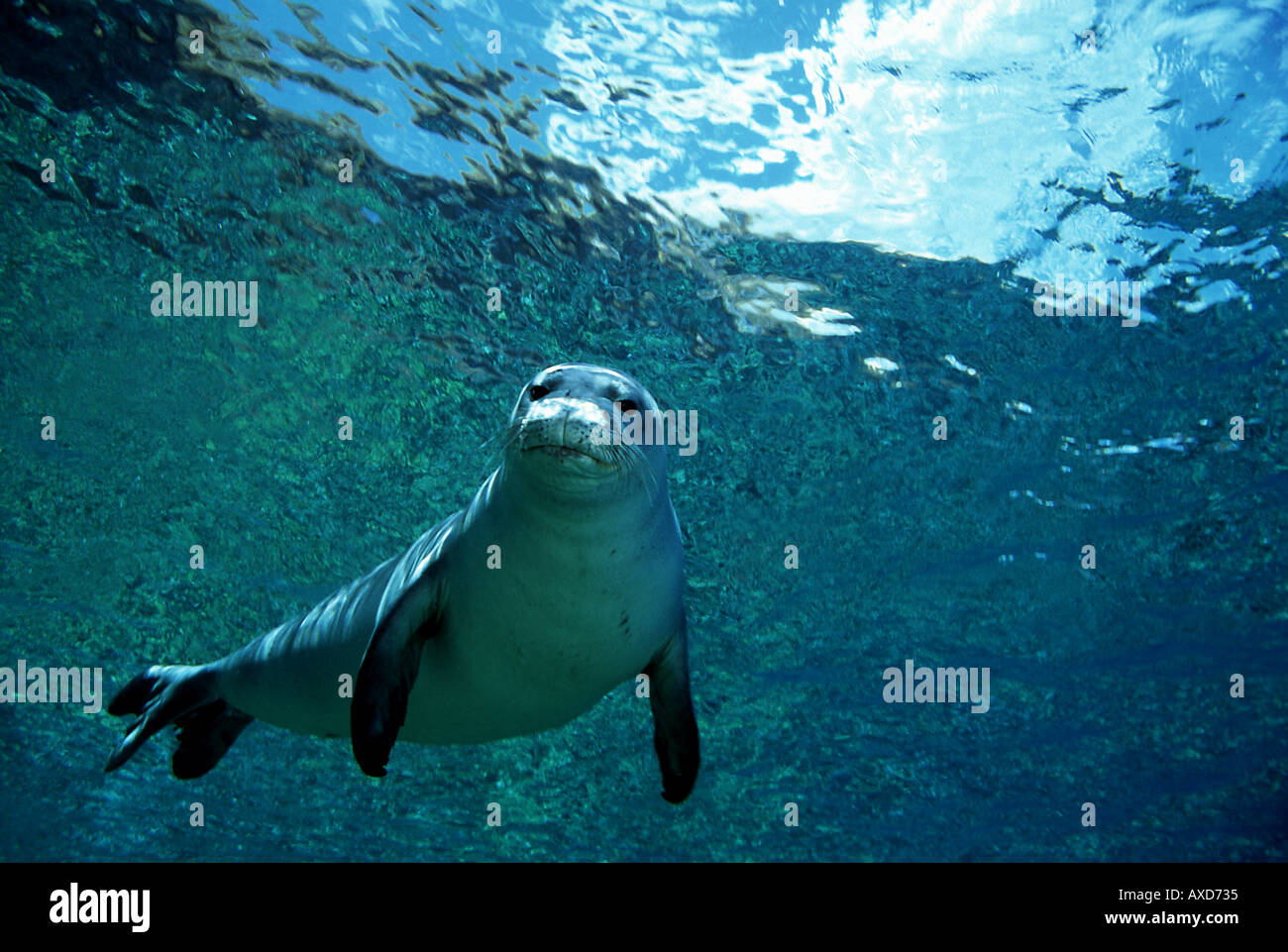 Hawaiian monk seals Monachus schauinslandi endemic and endangered are ...