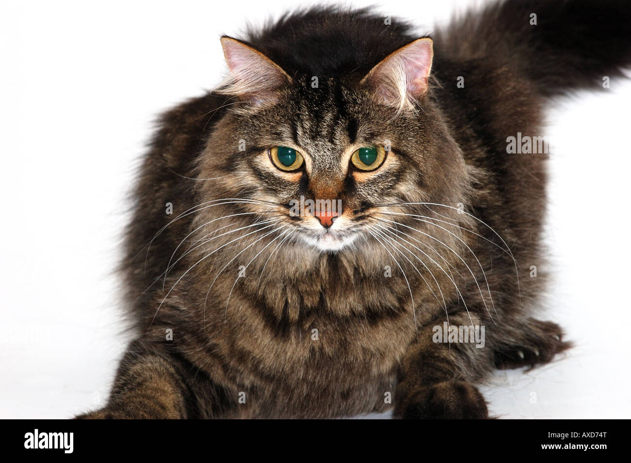 tensely cat gaze Stock Photo - Alamy