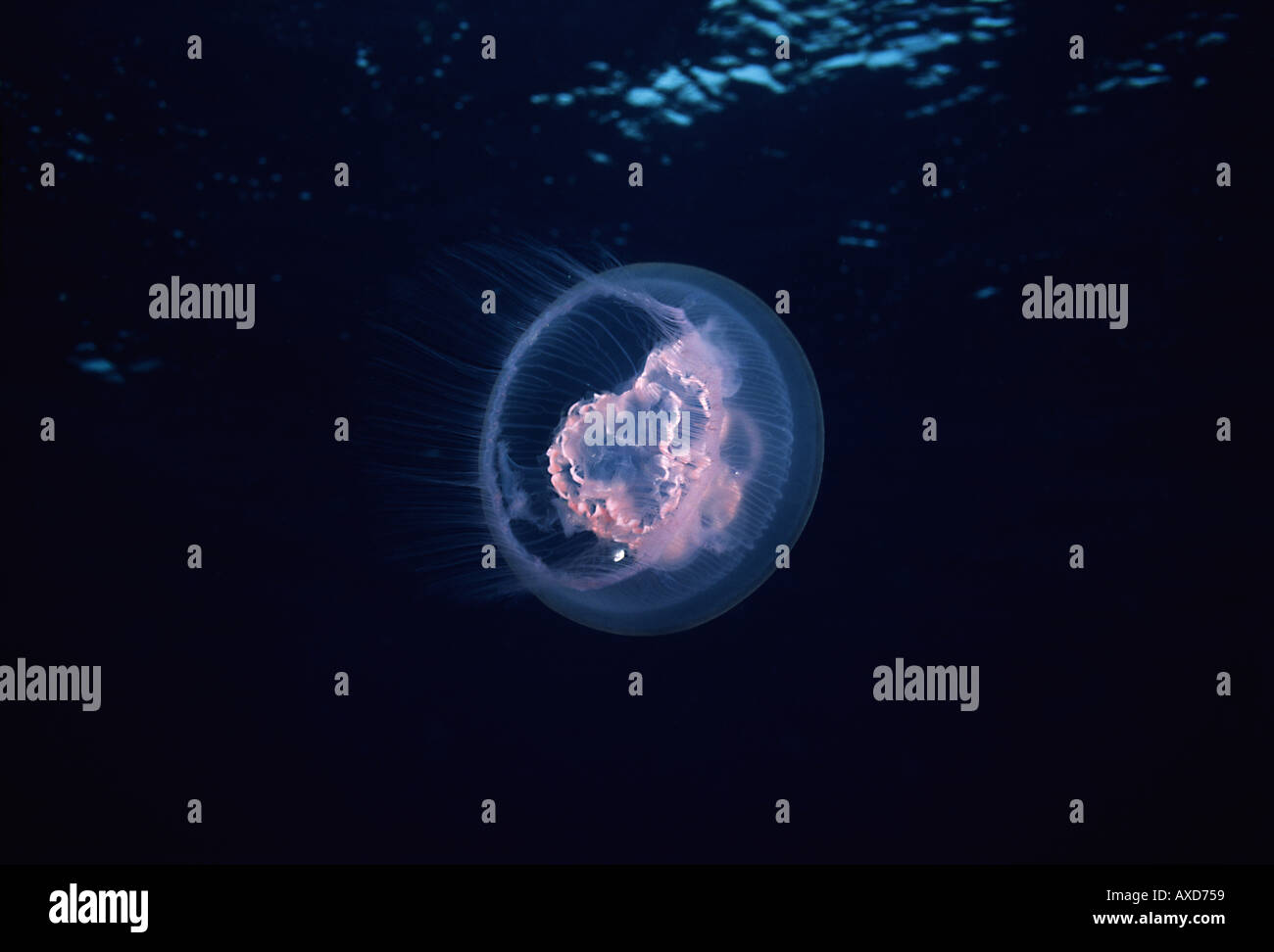 Aurelia sp hi-res stock photography and images - Alamy