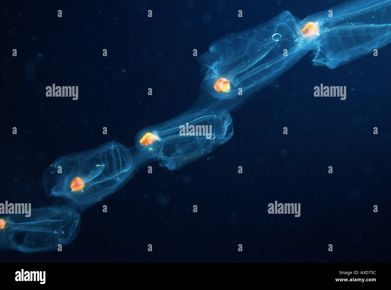 Long chain of salps hi-res stock photography and images - Alamy