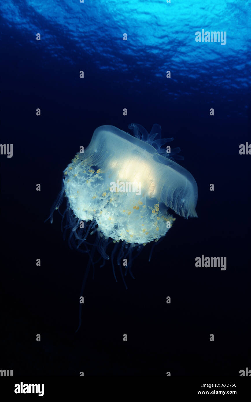 The bell of this jellyfish Cephea cephea sports an odd shape similar to ...