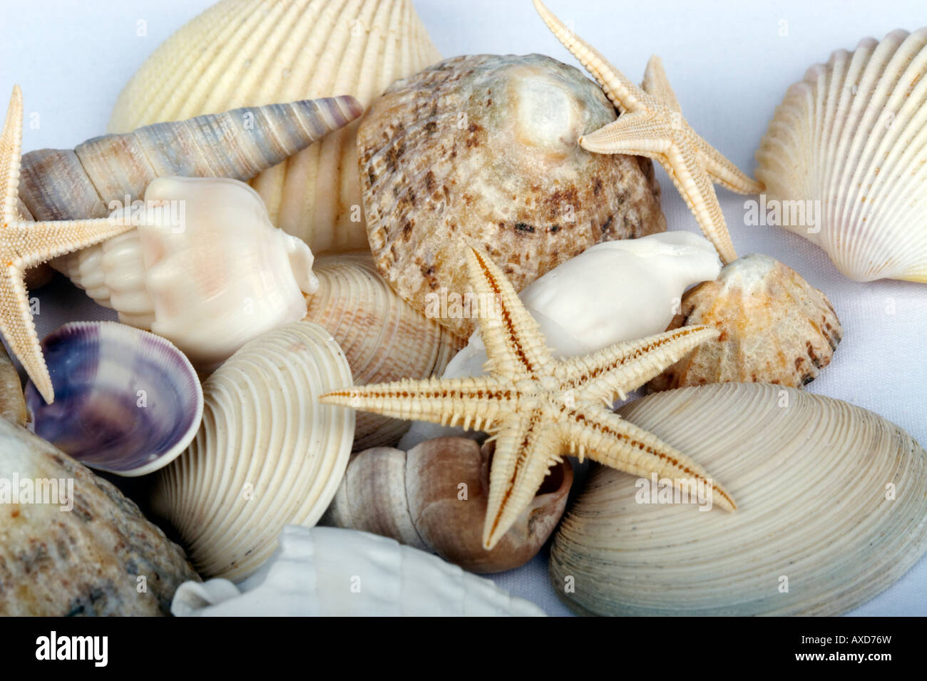 Collection of sea shells Stock Photo - Alamy