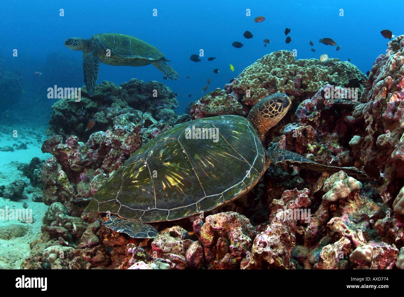 A female green sea turtle Chelonia mydas rests on a Hawaiian reef Stock ...
