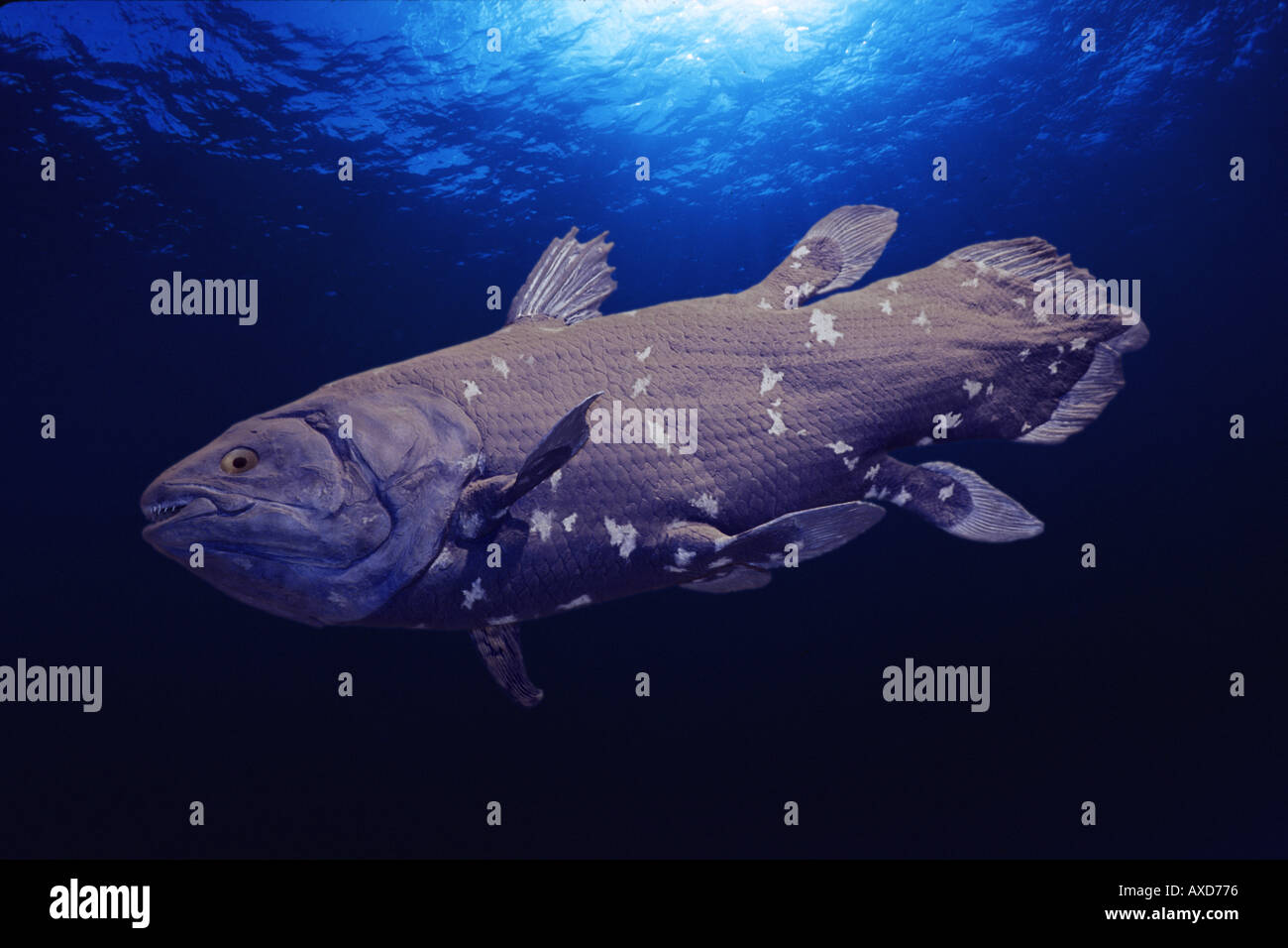 PREHISTORIC COELACANTH LATAMERIA digital illustration Stock Photo - Alamy