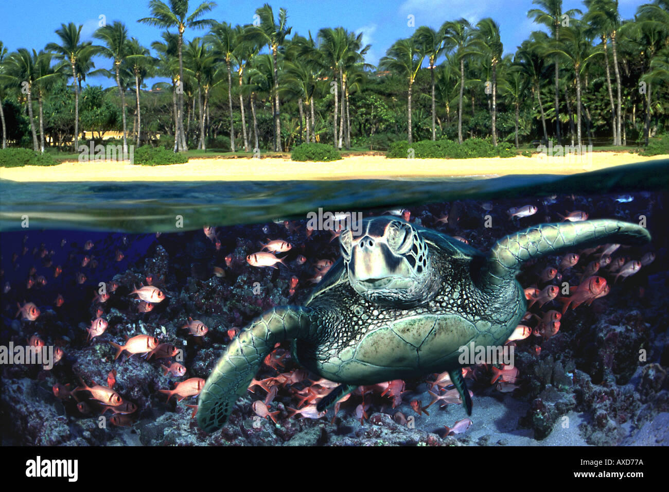 Green sea turtle Chelonia mydas endangered species Hawaii Digital ...