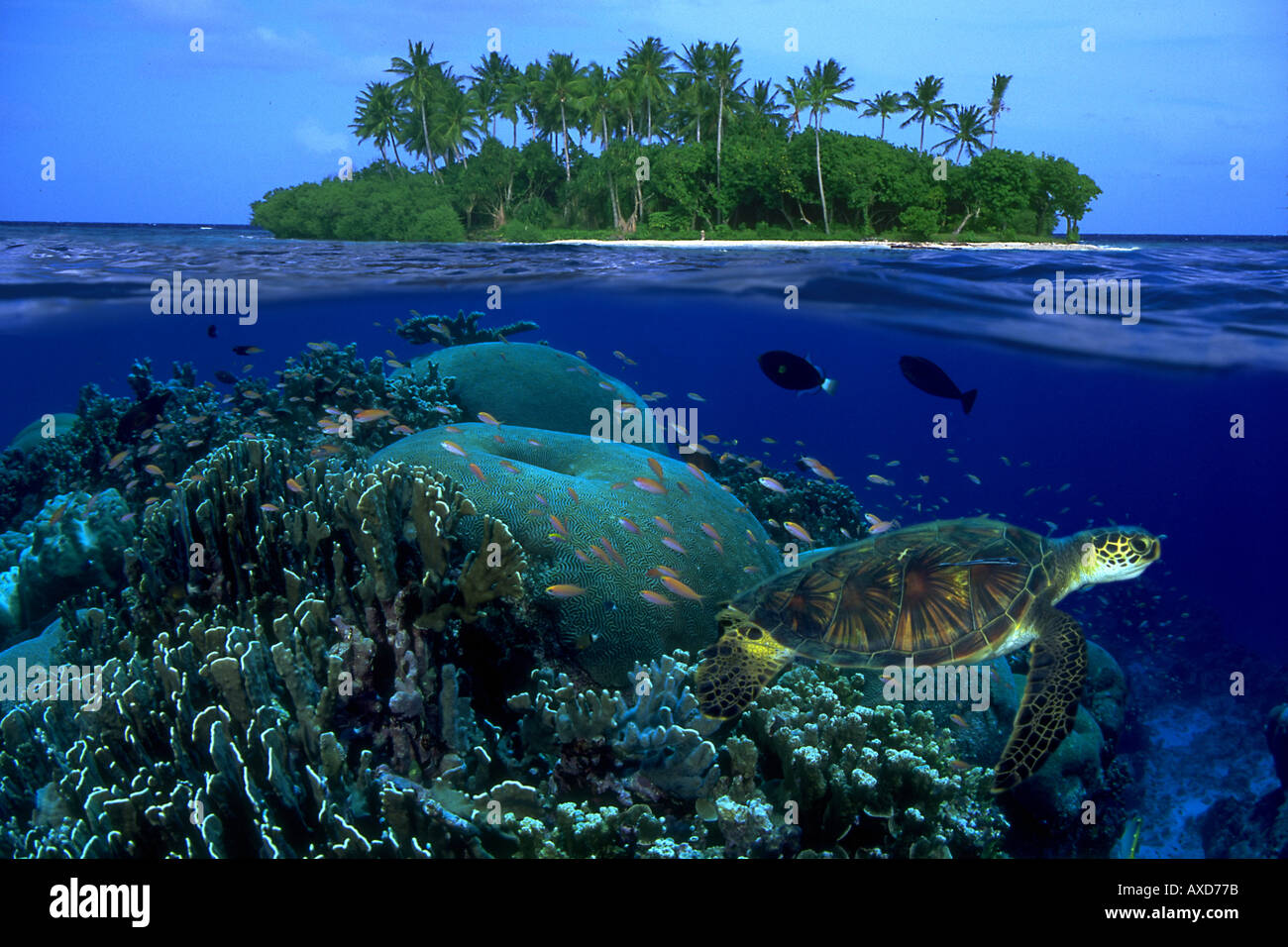 Green sea turtle Chelonia mydas endangered species Hawaii Digital ...