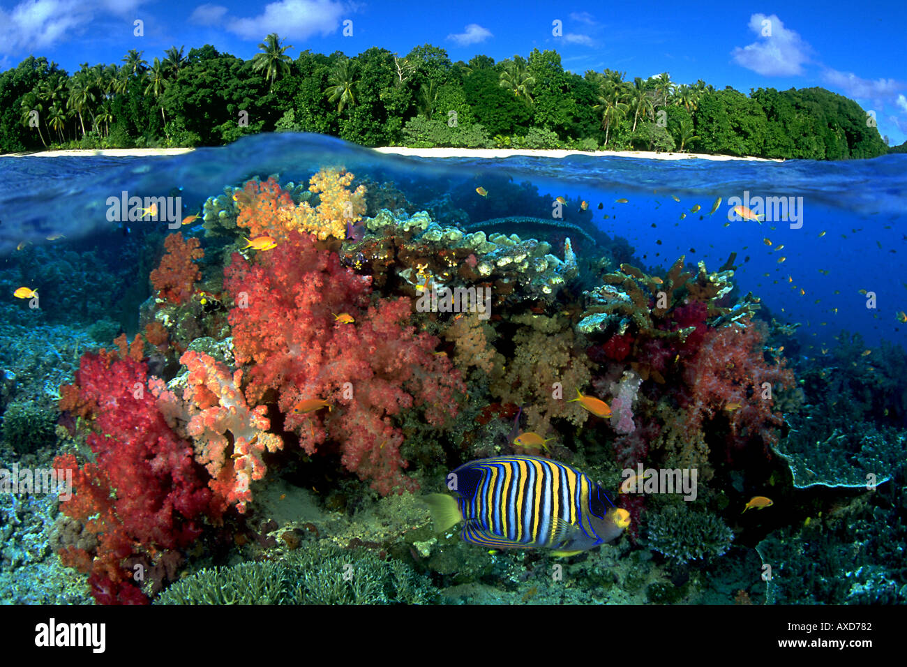 Coral reef scene with regal angelfish Pygoplites diacanthus Fiji ...