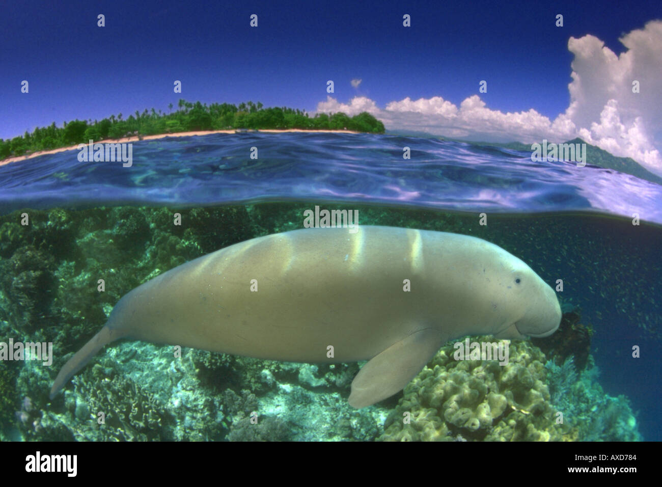 Dugong Dugong dugon Indonesia Digital Composite Stock Photo - Alamy