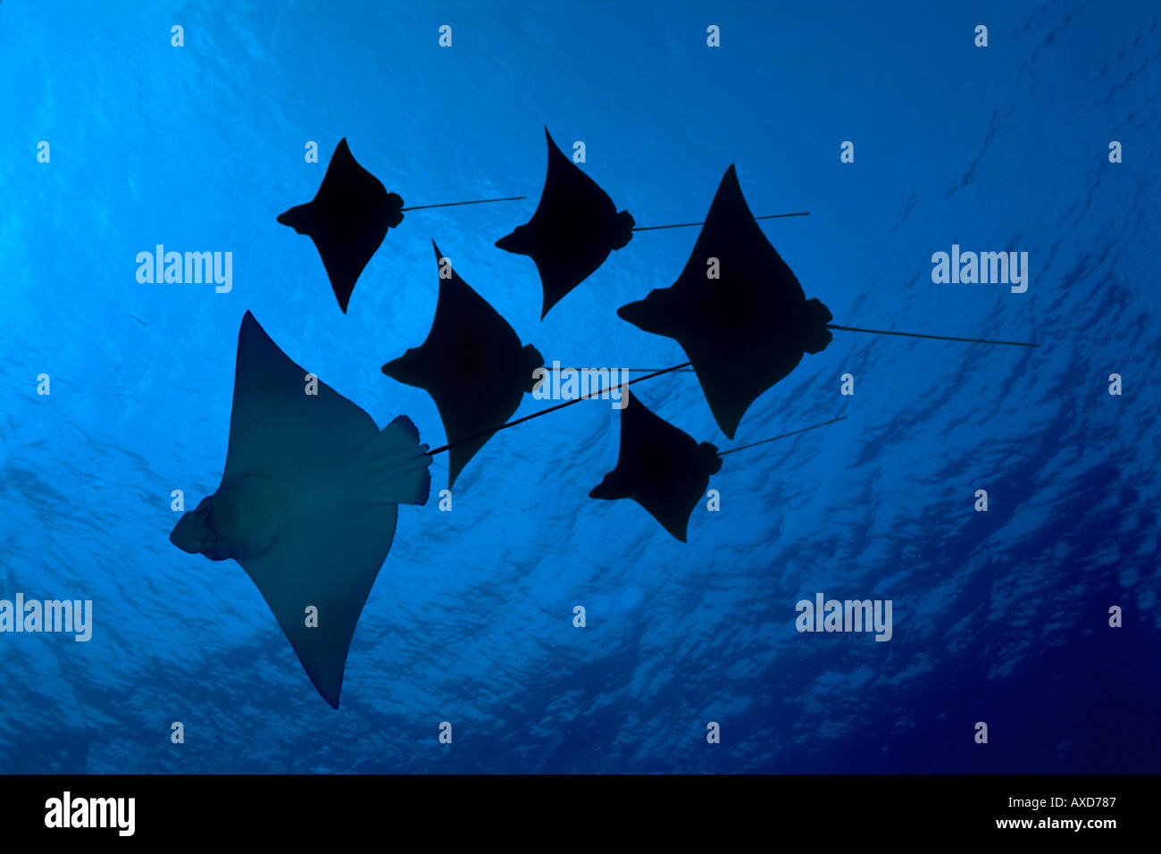 Silhouette spotted eagle rays hi-res stock photography and images - Alamy