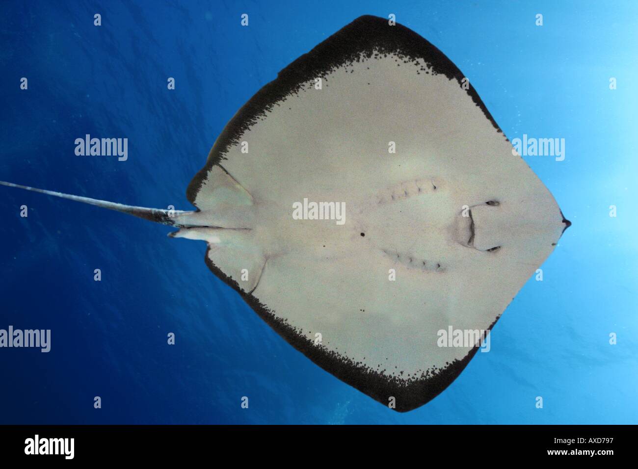 Brown stingray Dasyatis latus The background was digitally changed ...