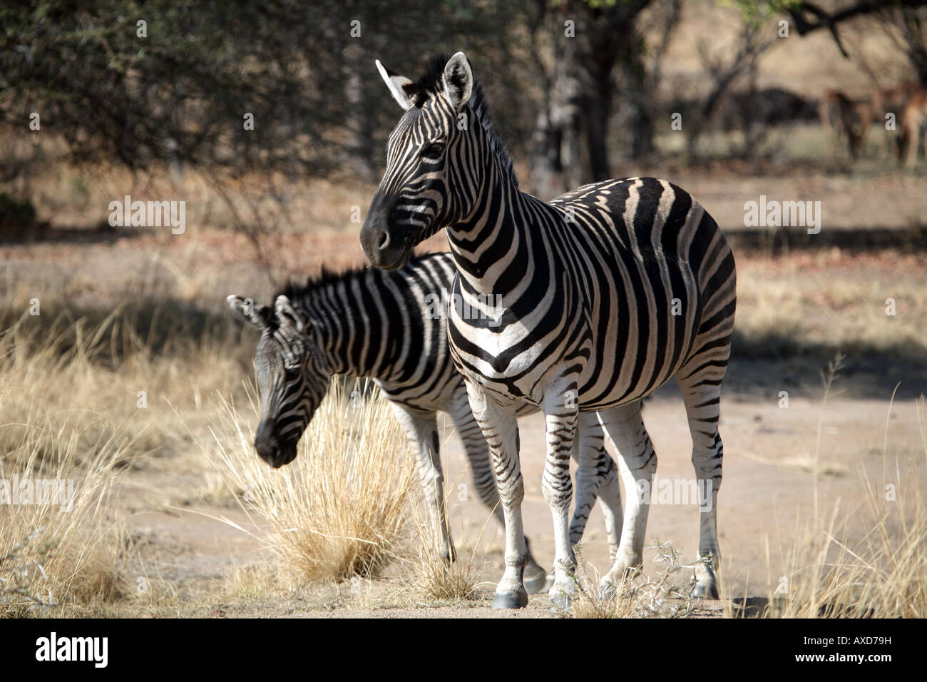 Zebra with foal looking into camera Stock Photo - Alamy