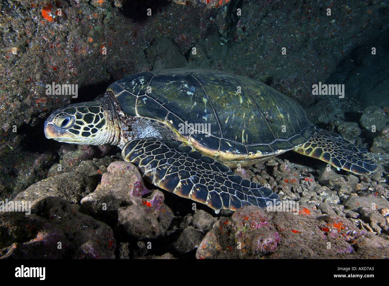 Turtle ledges underwater hi-res stock photography and images - Alamy