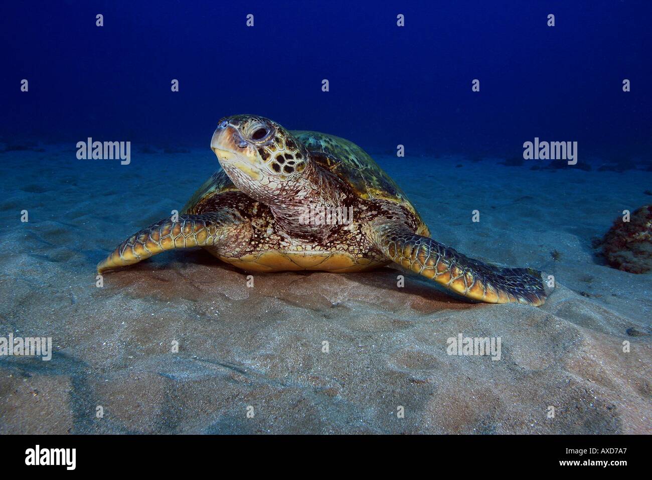 Turtle ledges underwater hi-res stock photography and images - Alamy