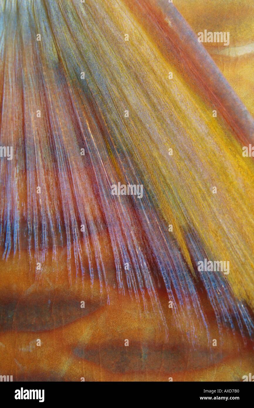 This parrotfish Scarus sp was photographed at night while sleeping in a ...