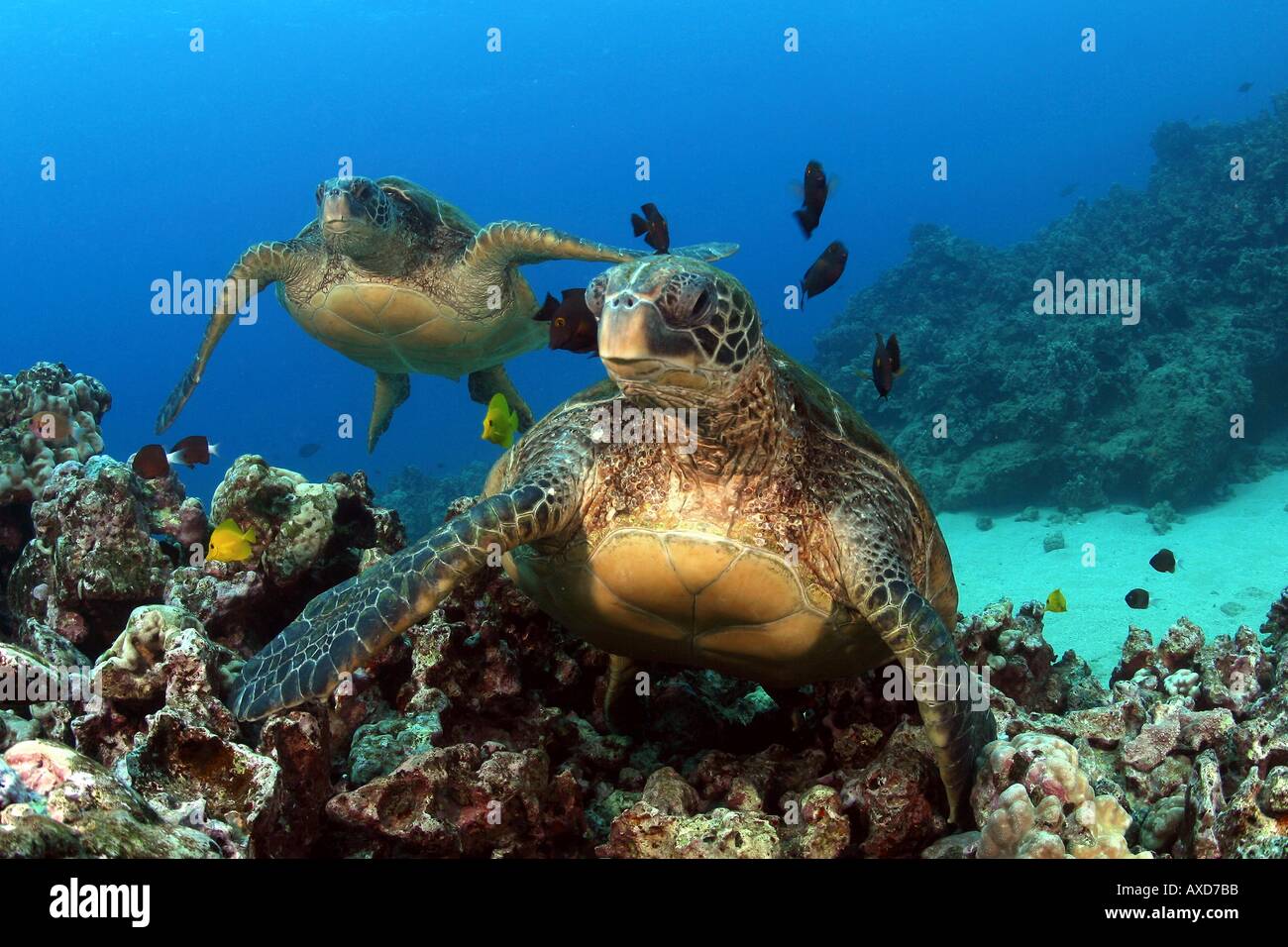 Clean Green Sea Turtles High Resolution Stock Photography and Images ...