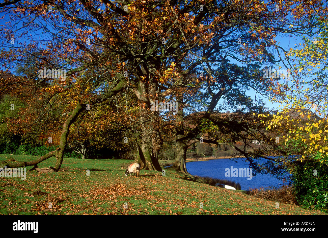Autumn colours overlooking Grasmere Lake Stock Photo - Alamy